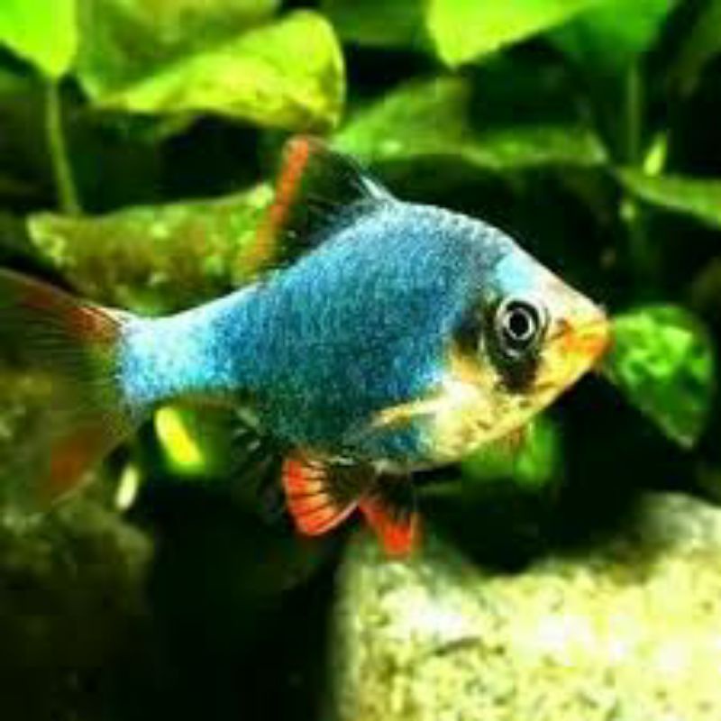 Jual Ikan Sumatera Green Tiger / Ikan Sumatra / Ikan Hias Aquascape ...