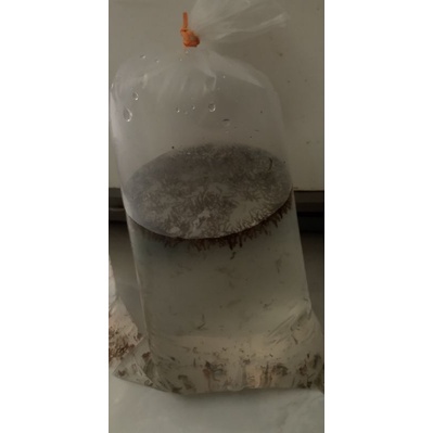 Jual jentik nyamuk / encu / pakan ikan cupang / pakan ikan guppy ...