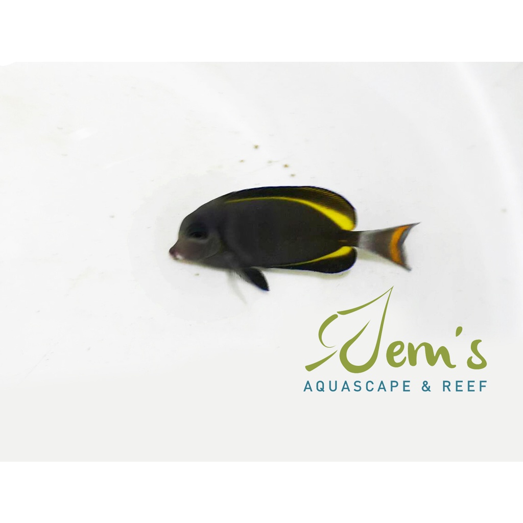 Jual Ikan Botana Kacamata (Powder Brown Tang) | Shopee Indonesia