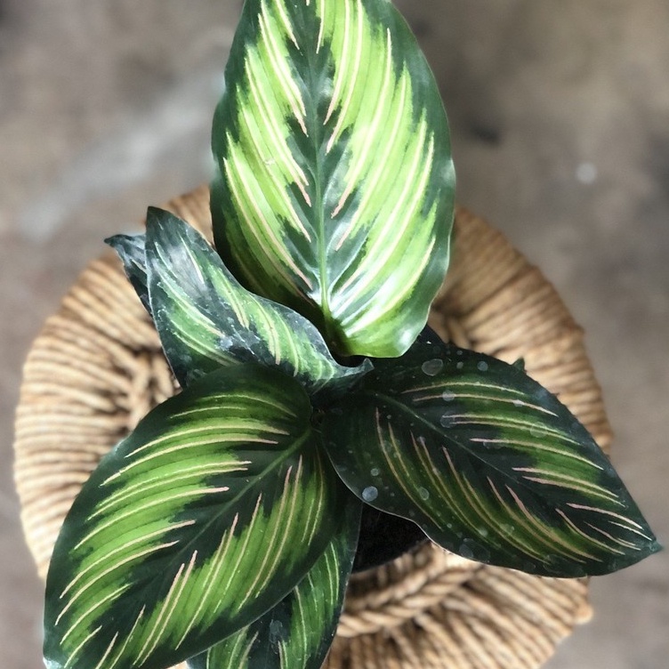 Jual Calatea beauty star/tanaman calatea beauty star murah/tanaman hias ...