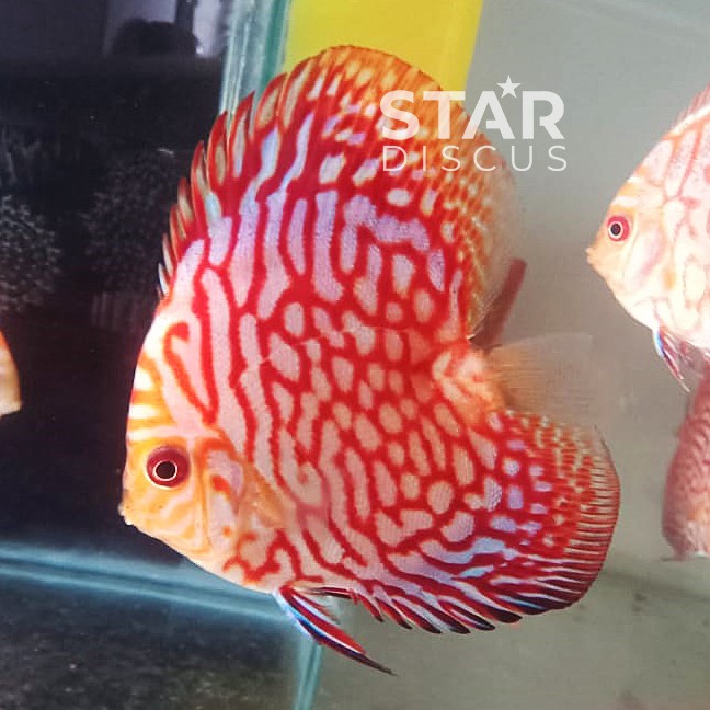 Jual Discus Pigeon Montana 2,75 inch (unique) Grade AA | Shopee Indonesia