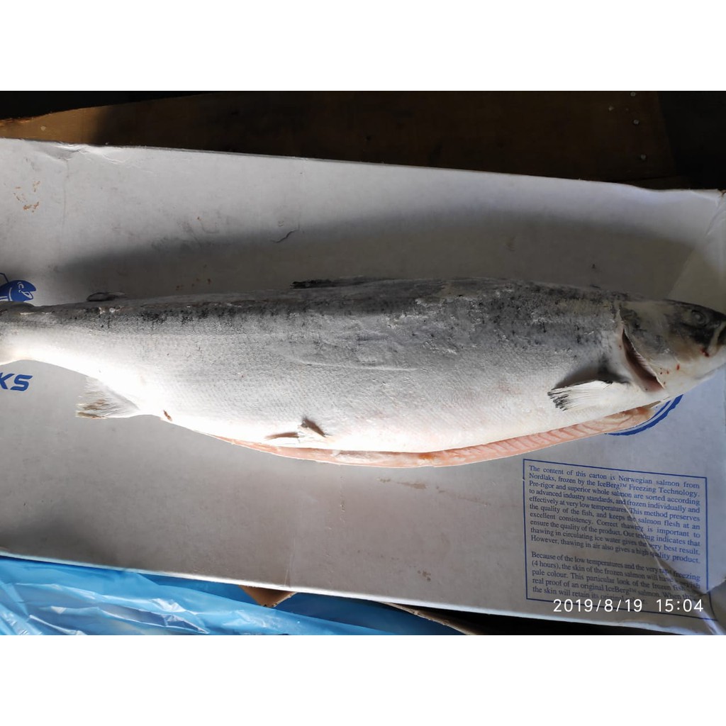 Jual IKAN SALMON BEKU UTUH 1 EKOR | Shopee Indonesia