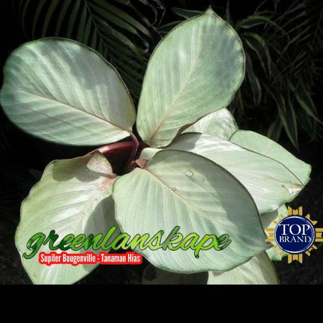 Jual Tanaman Calathea Silver Plate Roseapicta | Shopee Indonesia