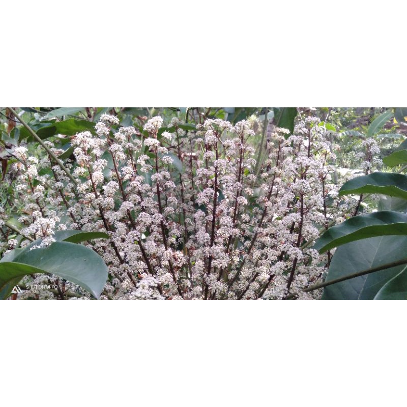 Jual bunga tangan dewa #sangat bagus buat vegetasi lebah | Shopee Indonesia