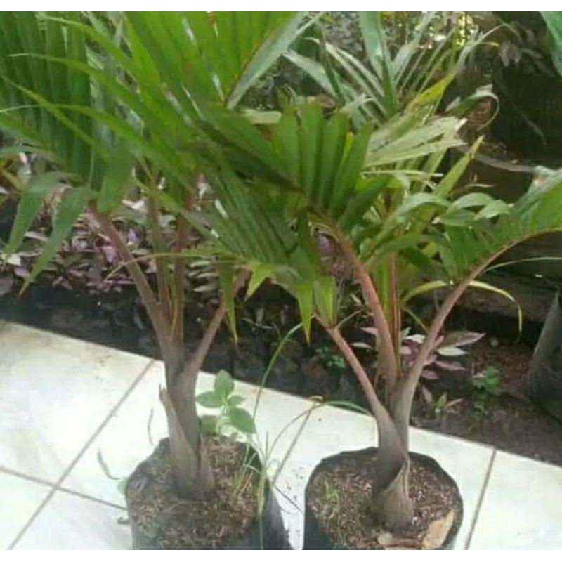Jual tanaman hias palem botol - palm botol | Shopee Indonesia