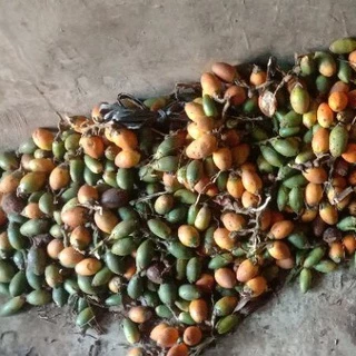 Jual Buah Jambe Terlengkap & Harga Terbaru April 2024 | Shopee Indonesia