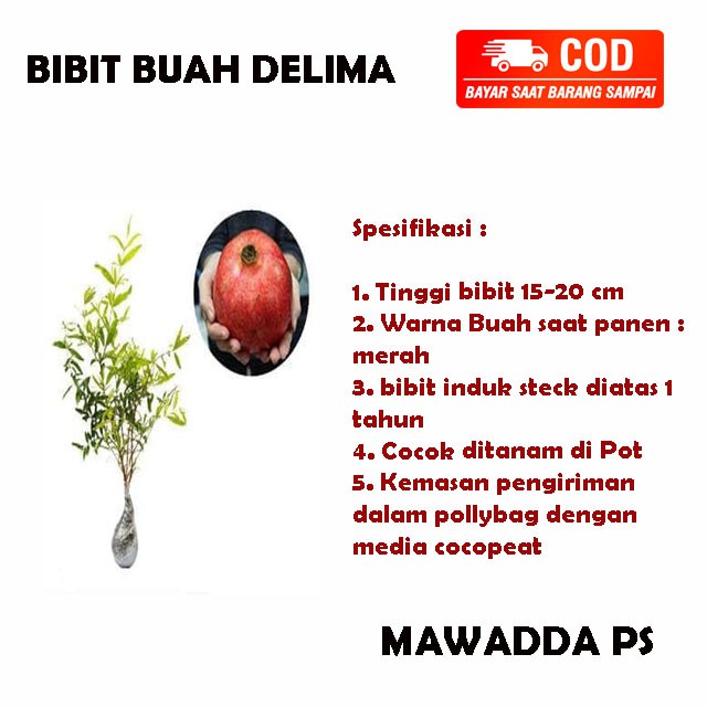 Jual Bibit Buah Delima Merah | Shopee Indonesia