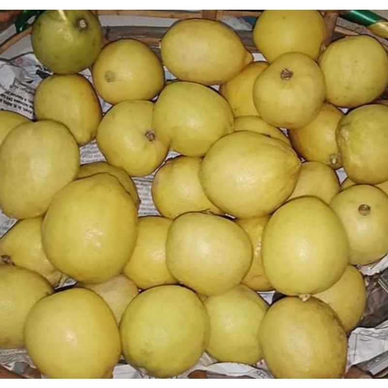 Jual Jeruk lemon Lokal Non Biji beekualitas bagus dan Segar | Shopee ...