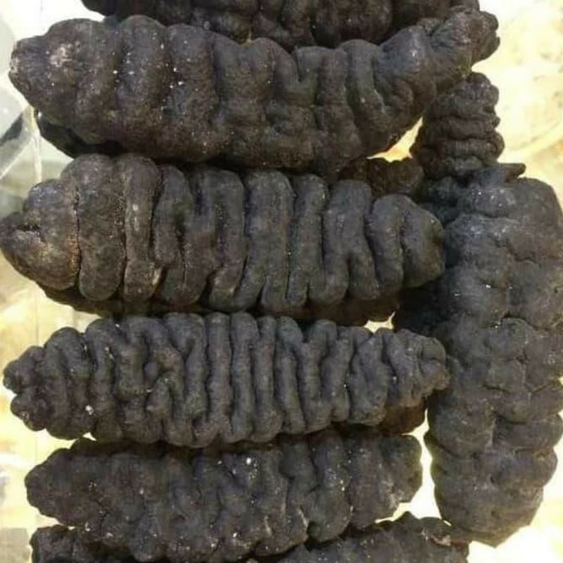 Jual Haisom Teripang Kering Asli / Lintah Laut 1 kg isi 40 pcs | Shopee ...