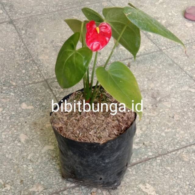 Jual Anturium merah/Anthurium mini warna merah (bunga bentuk love ...