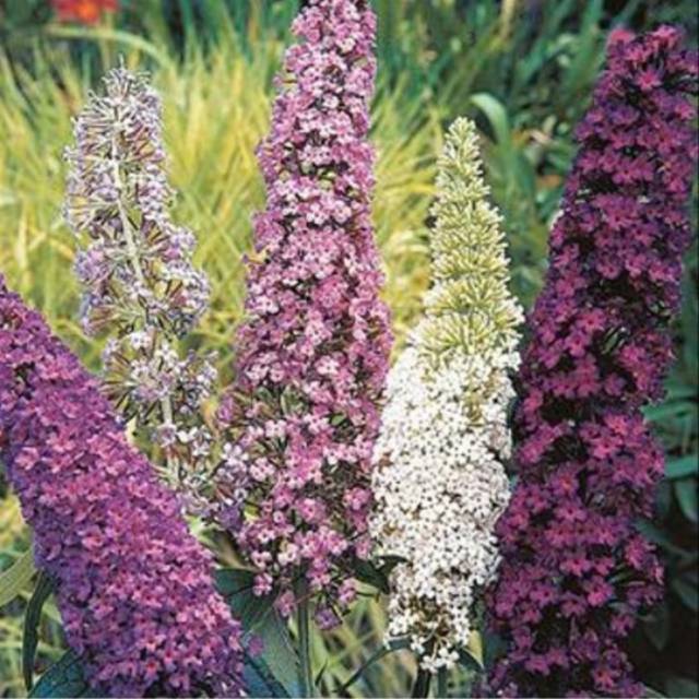 Jual Biji Benih Bunga Buddleja Mixed Butterfly Bush Summer Lilac ...