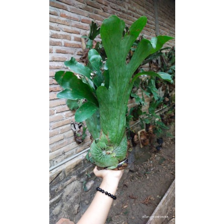 Jual Platycerium wandae/ simbar papua | Shopee Indonesia