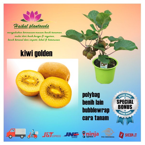 Jual biji/benih/bibit buah kiwi golden (20 biji) | Shopee Indonesia