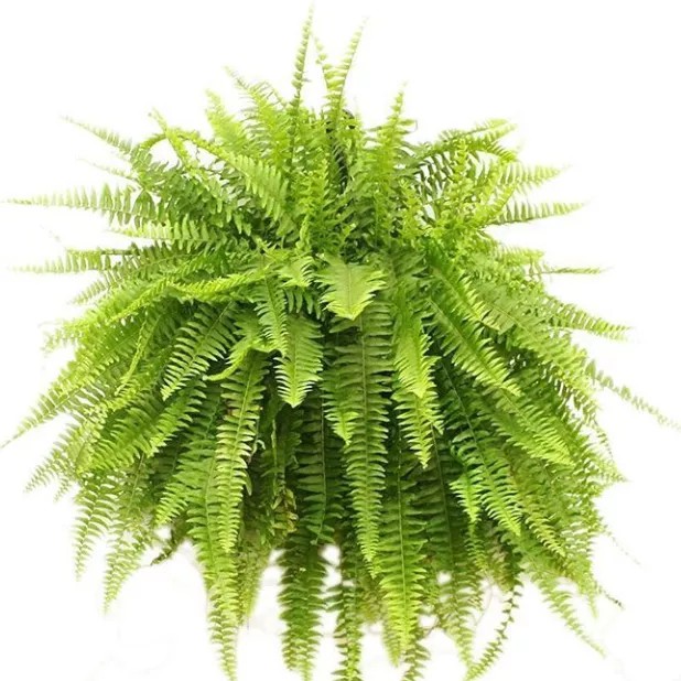 Jual tanaman pakis boston fern | Shopee Indonesia