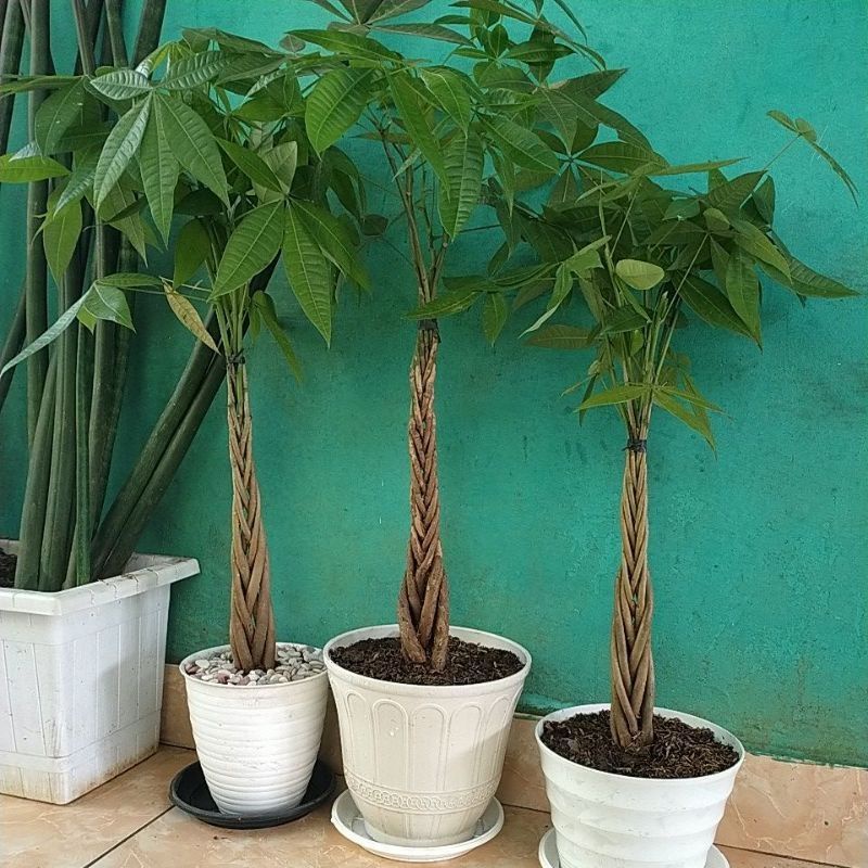 Jual GRATIS ONGKIR !!!Pohon Pacira / Pohon Uang / Money Tree / Tanaman ...