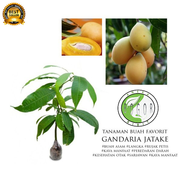Jual BIBIT POHON TANAMAN BUAH GANDARIA JATAKE | Shopee Indonesia