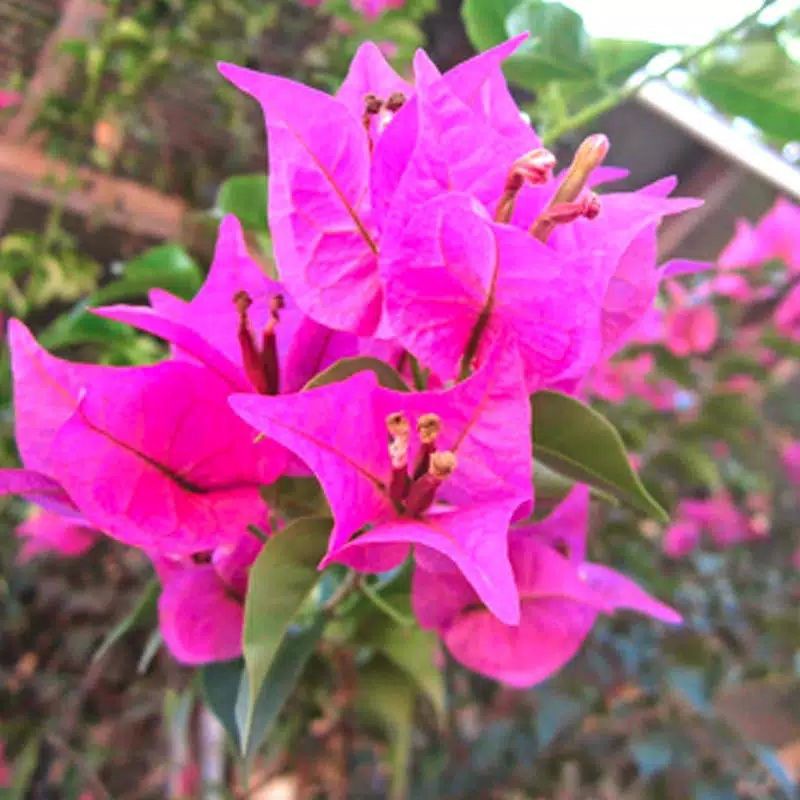 Jual Tanaman Hias Buggevil Bunga Ungu Bougenvil Bunga Kertas | Shopee ...