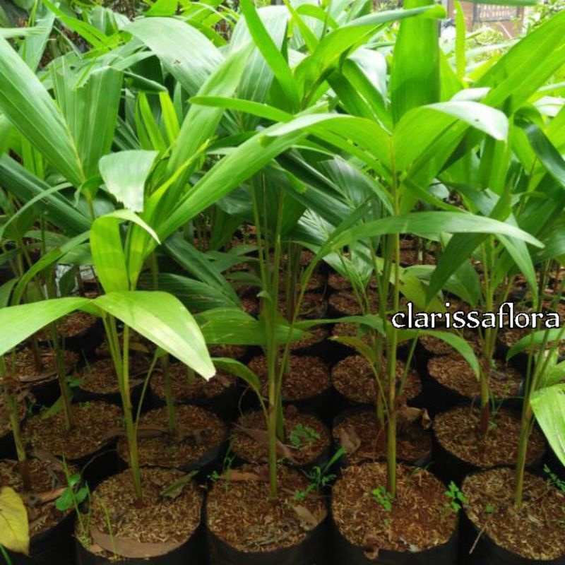 Jual TANAMAN HIAS PALEM PUTRI - POHON PALEM PUTRI | Shopee Indonesia