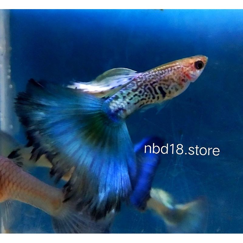 Jual paking box styrofoam snake skin blue tail | Shopee Indonesia