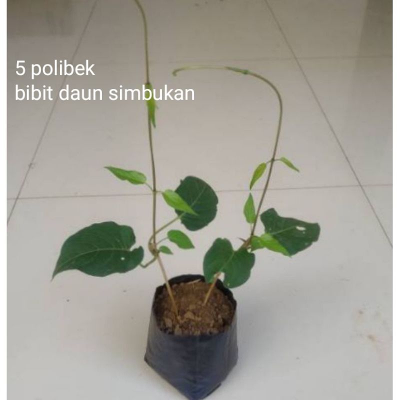 Jual BIBIT SIMBUKAN ATAU DAUN KENTUT | Shopee Indonesia