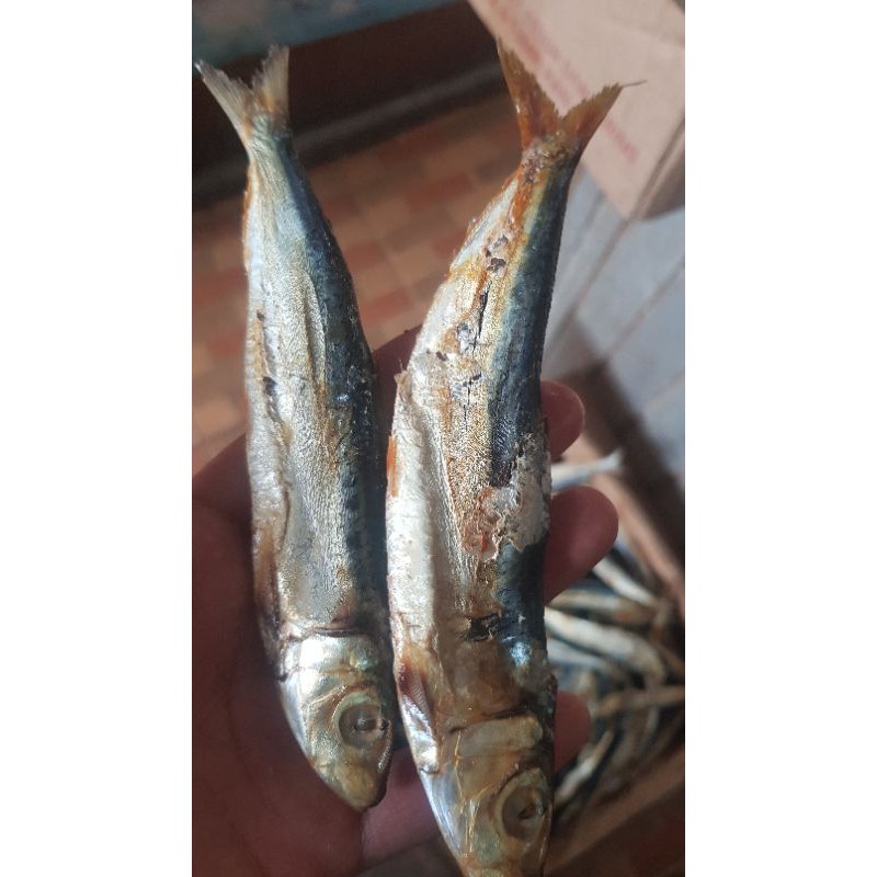 Jual ikan japuh belitung atau merah 250 gram | Shopee Indonesia