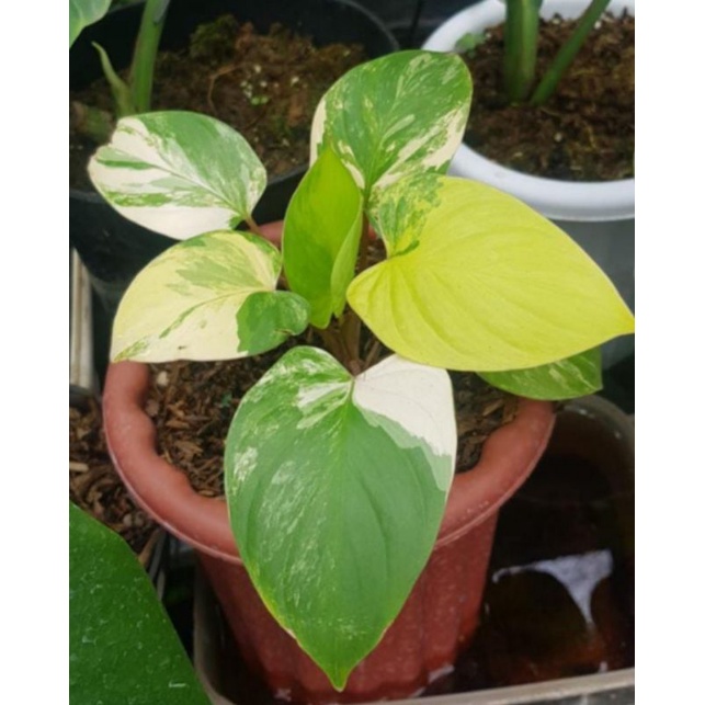 Jual homalomena rubescens variegated | Shopee Indonesia