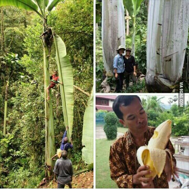 Jual Biji Benih Tanaman Pisang Raksasa Papua | Shopee Indonesia