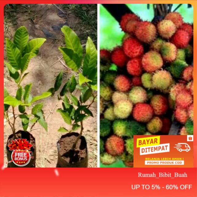 Jual Bibit buah rambutan rapiah | Shopee Indonesia Jual Bibit buah rambutan rapiah | Shopee Indonesia
