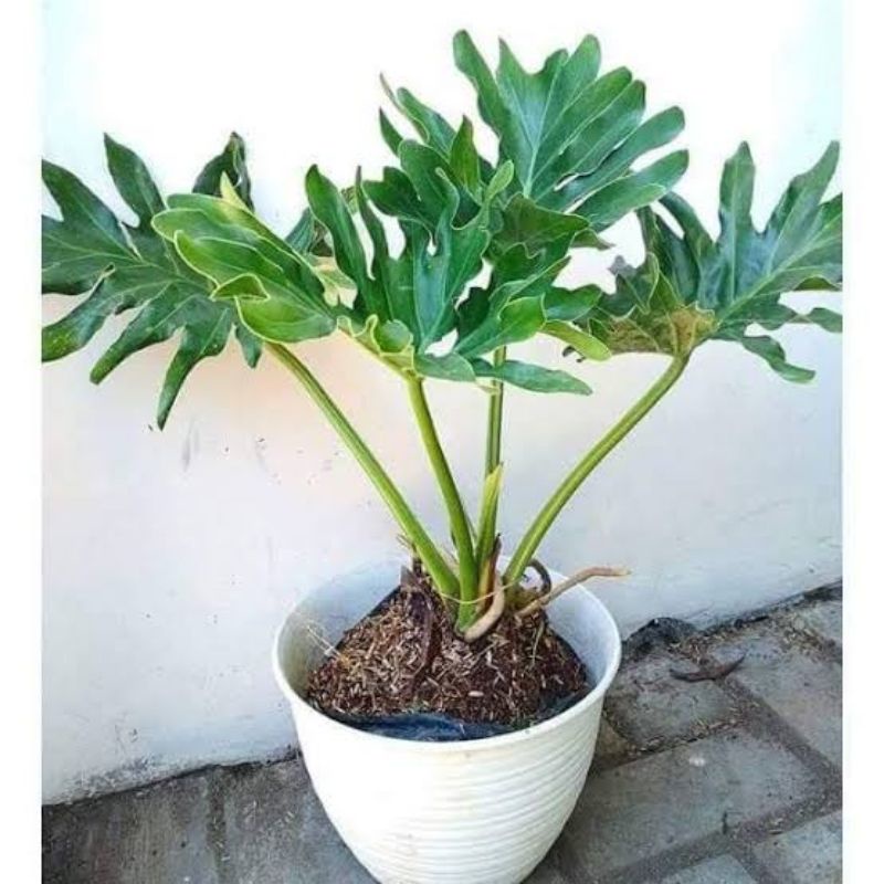 Jual Monstera pilo jari | Shopee Indonesia