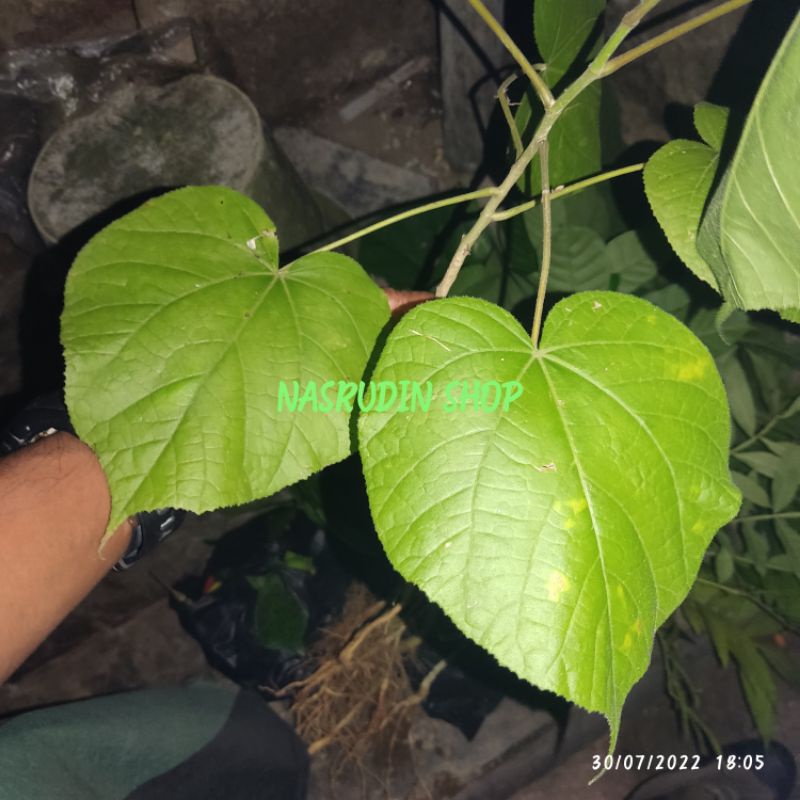 Jual [Fresh] BIBIT WARU GUNUNG WARU TISUK / HIBISCUS ELATUS / BIBIT ...