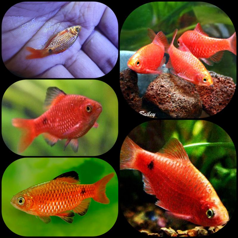 Jual ikan red neon rosy barb untuk aquarium dan aquascape | Shopee ...