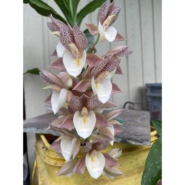 Jual Anggrek eria catasetum white soft | Shopee Indonesia