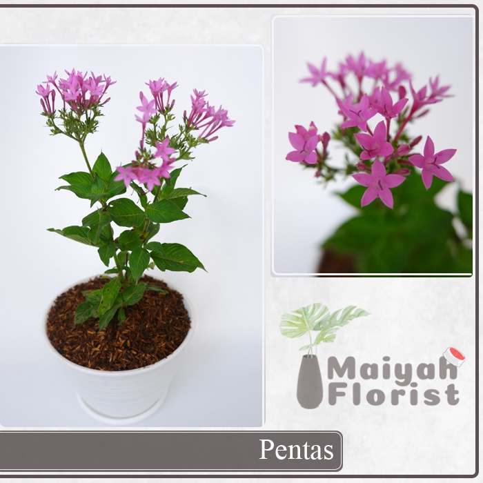 Jual Bunga Pentas - Egyptian Star Cluster - Pentas Lanceolata - Tanaman ...