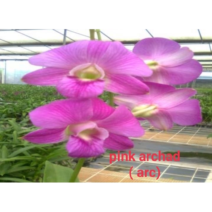 Jual Anggrek dendrobium Verus Purple Aruna ( ARU ) | Shopee Indonesia