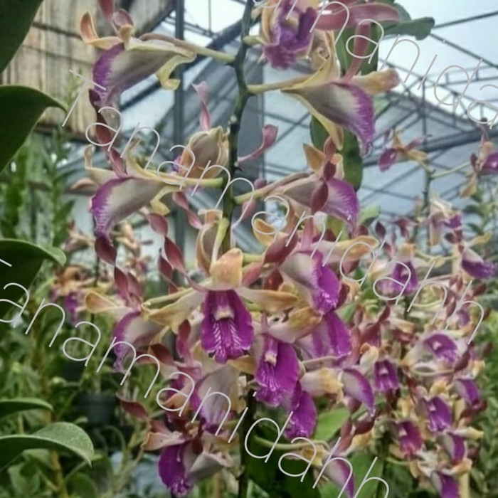 Jual Bibit Anggrek Dendrobium carl ludwing bundt - Tanaman Hias Hidup - Bunga hidup - Bunga hias ...