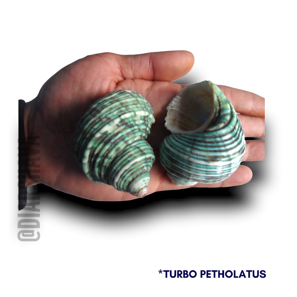 Jual Kulit Kerang / Cangkang Kerang Hijau Turbo Petholatus Panjang 5 ...