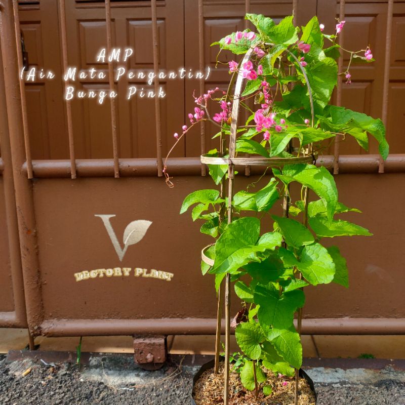 Jual AMP Tanaman Hias Rambat Air Mata Pengantin Bunga Pink Super Rimbun ...
