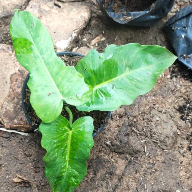 Jual PHILO GOLDEN DRAGON VARIEGATA | Shopee Indonesia