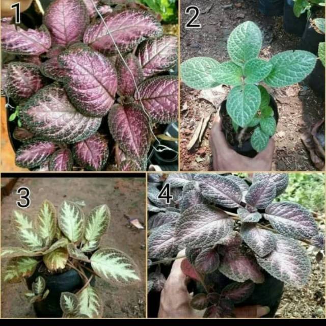 Jual Tanaman hias variasi episcia merah - hijau - silver - hitam MURAH ...