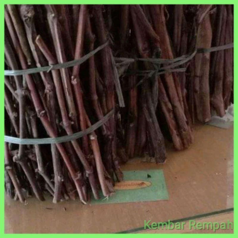 Jual CUTTING STEK ANGGUR IMPORT | Shopee Indonesia