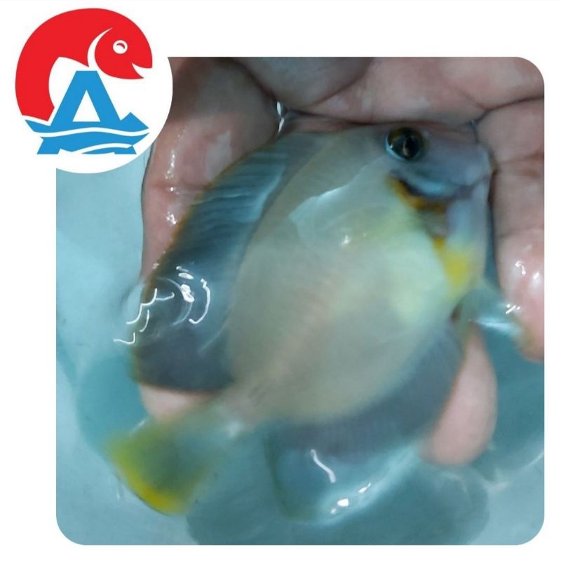 Jual Ikan Hias Laut Botana Model | Shopee Indonesia