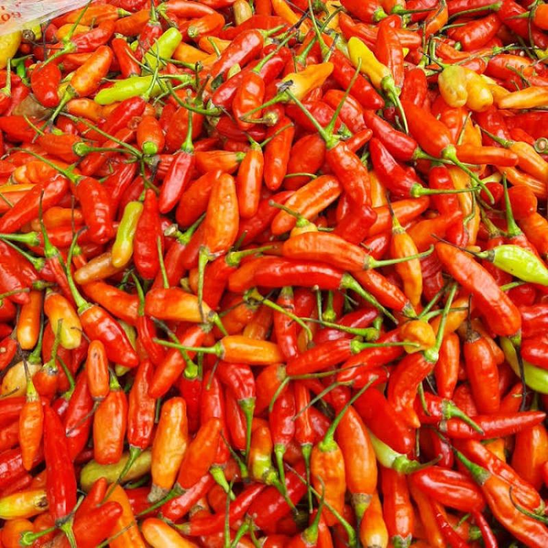 Jual Benih Cabe Rawit Setan japlak super pedes | Shopee Indonesia