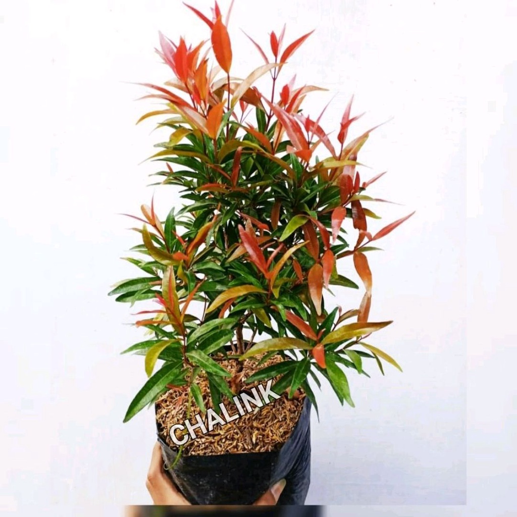 Jual Tanaman Hias Pucuk Merah Tinggi 50 cm / Syzygium oleina / Pucuk ...