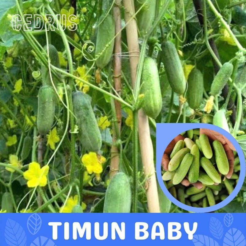 Jual Benih TIMUN BABY (isi-5) - F1 Biji Bibit Sayur | Shopee Indonesia