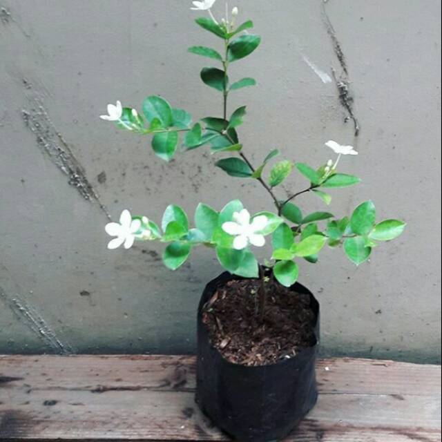 Jual Bibit bunga melati raja- melati putih- king jasmine | Shopee Indonesia