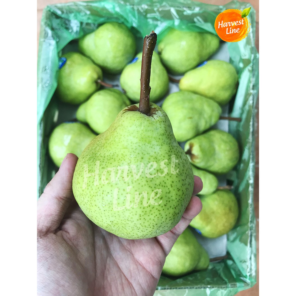 Jual BUAH PEAR PACKHAM BESAR IMPOR PIR IJO HIJAU IMPORT 900-1KG ...