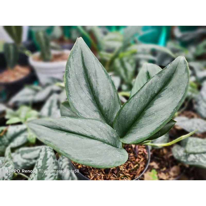 Jual Tanaman sirih susu - Scindapsus treubii moonlight | Shopee Indonesia