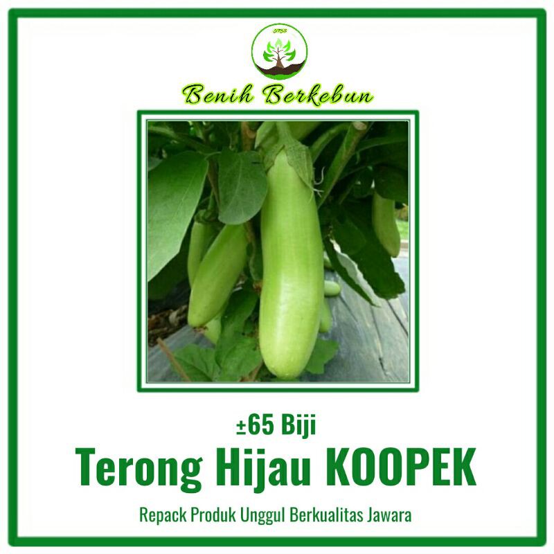 Jual 65 Benih Terong Hijau KOOPEK (Jawara) | Shopee Indonesia