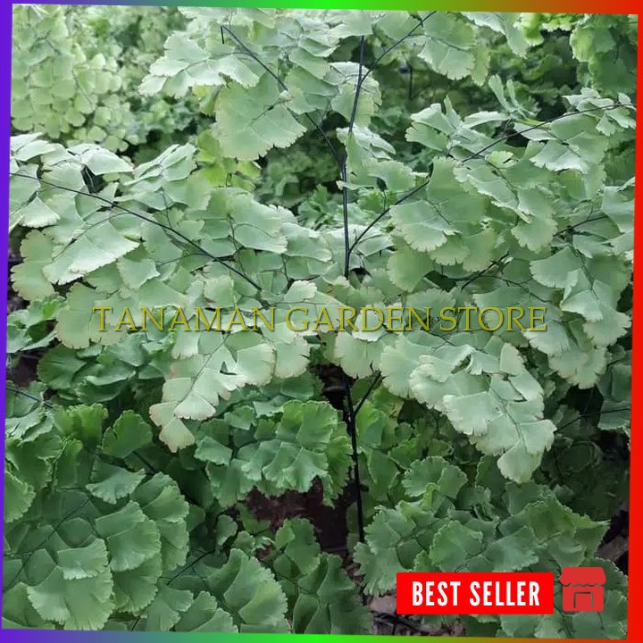 Jual Tanaman has suplir daun besar | Shopee Indonesia