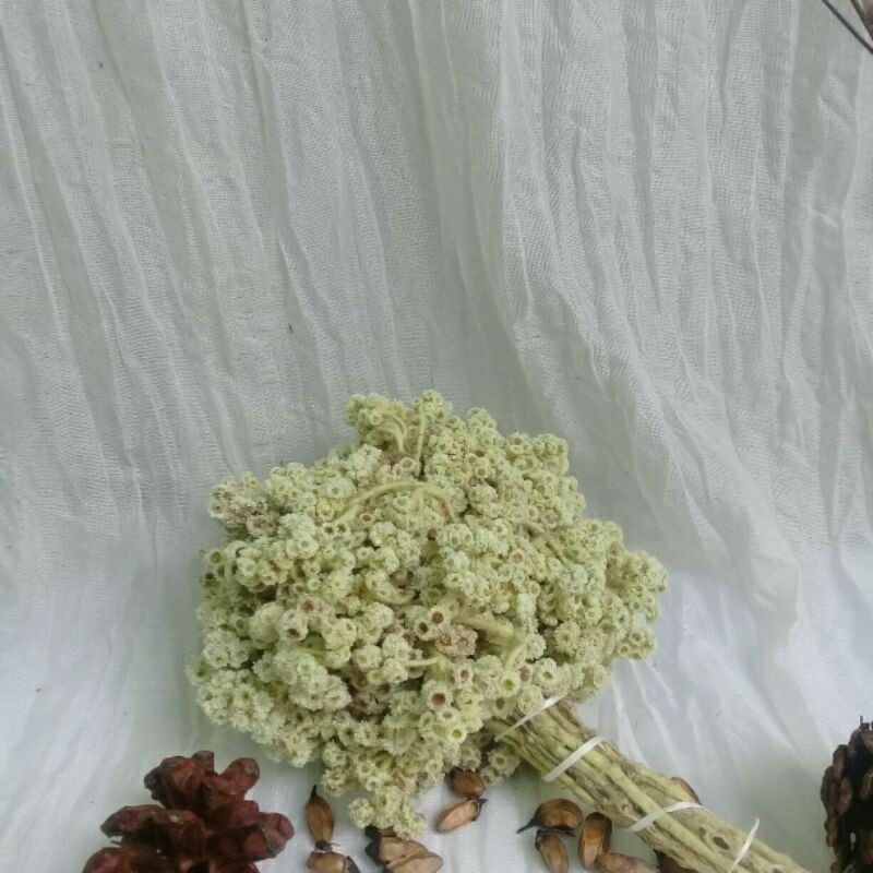 Jual bahan buket / bunga kering | Shopee Indonesia